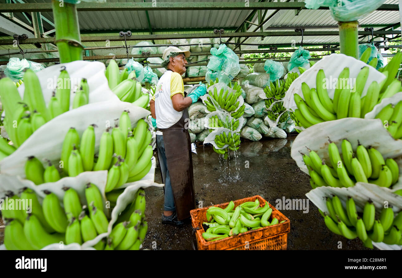 Ecuador : banana plant Stock Photo - Alamy