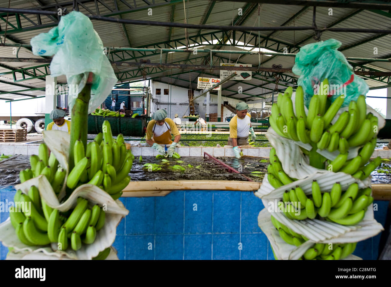 Ecuador : banana plant Stock Photo - Alamy