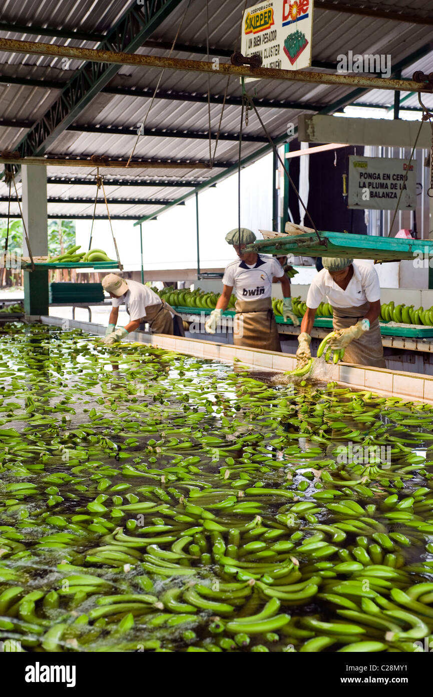 Ecuador : banana plant Stock Photo - Alamy