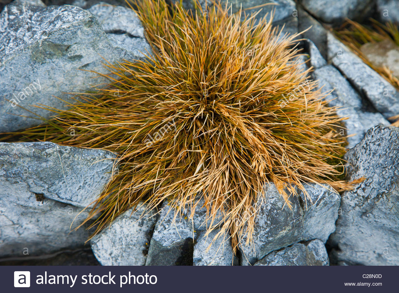 Antarctic Grass