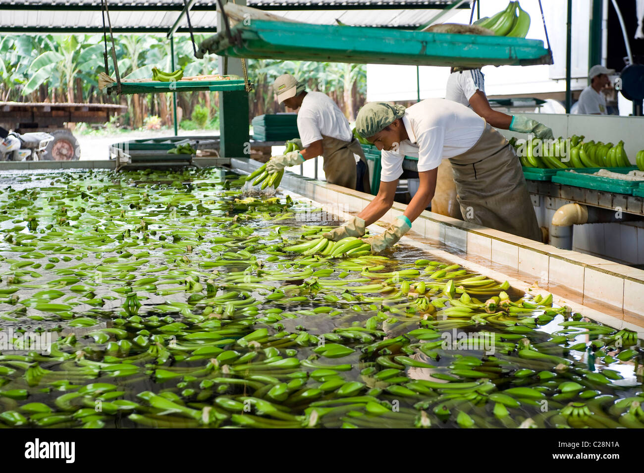Ecuador : banana plant Stock Photo - Alamy
