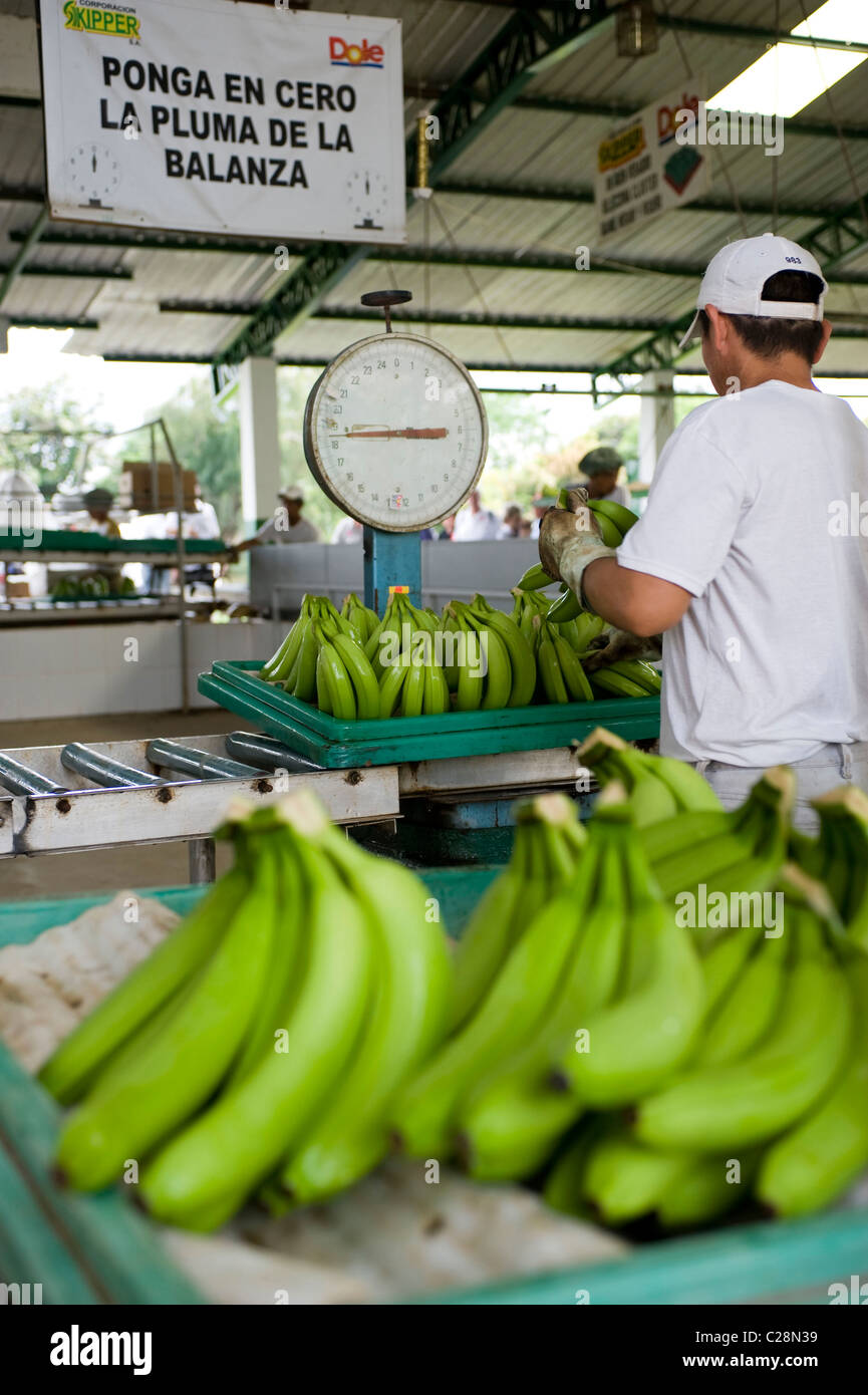Ecuador : banana plant Stock Photo - Alamy