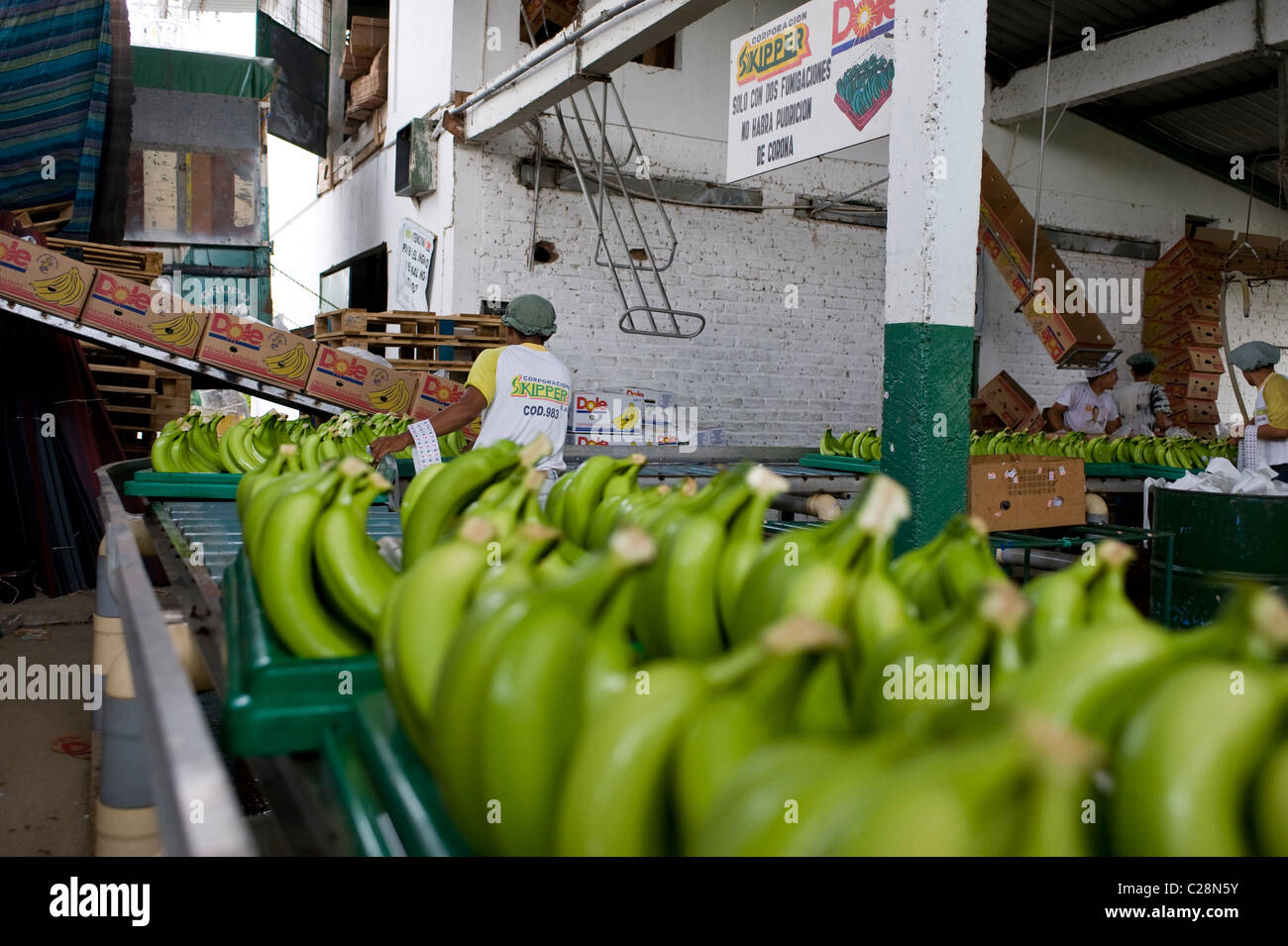 Ecuador : banana plant Stock Photo - Alamy