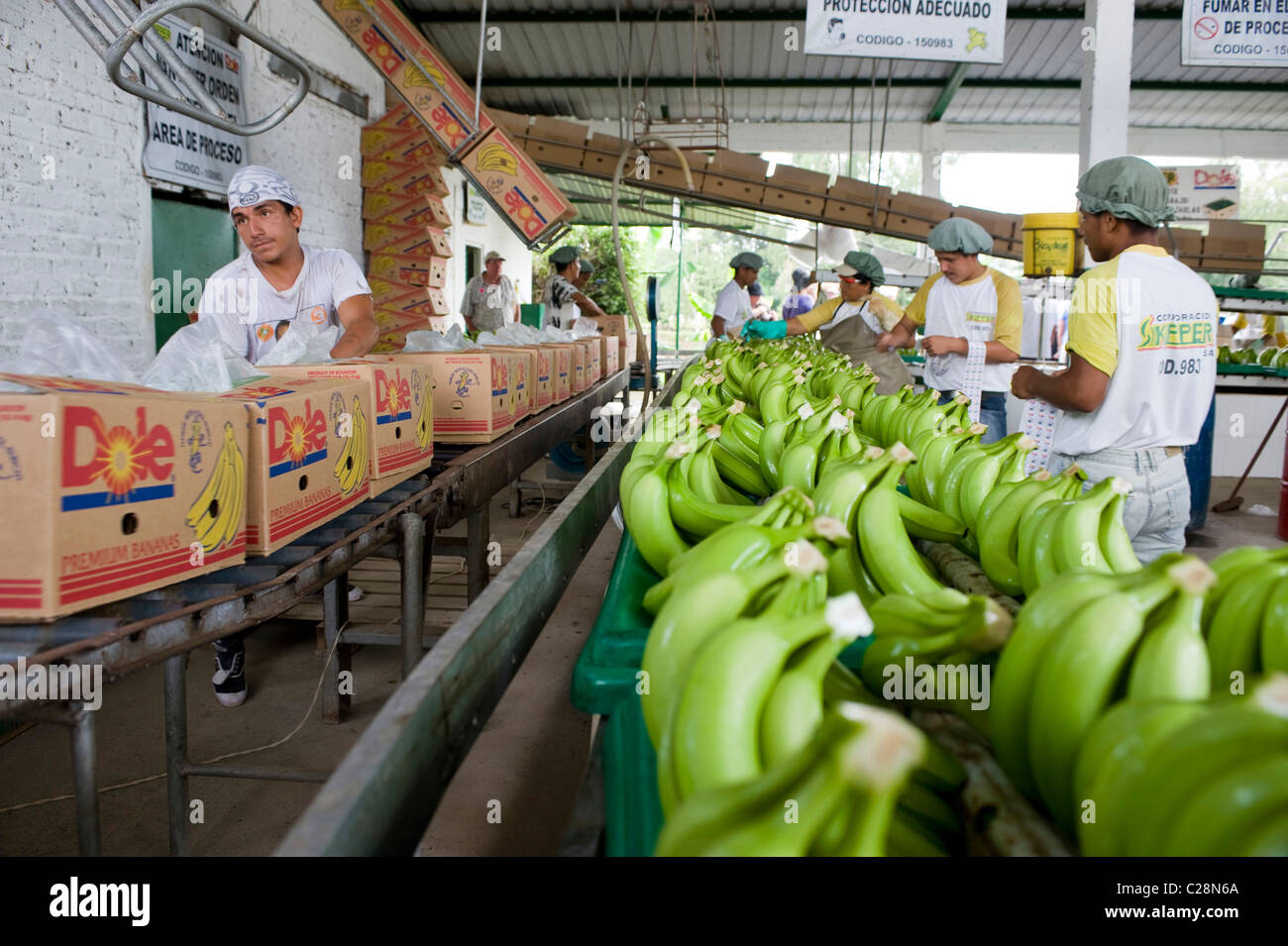 Ecuador : banana plant Stock Photo - Alamy