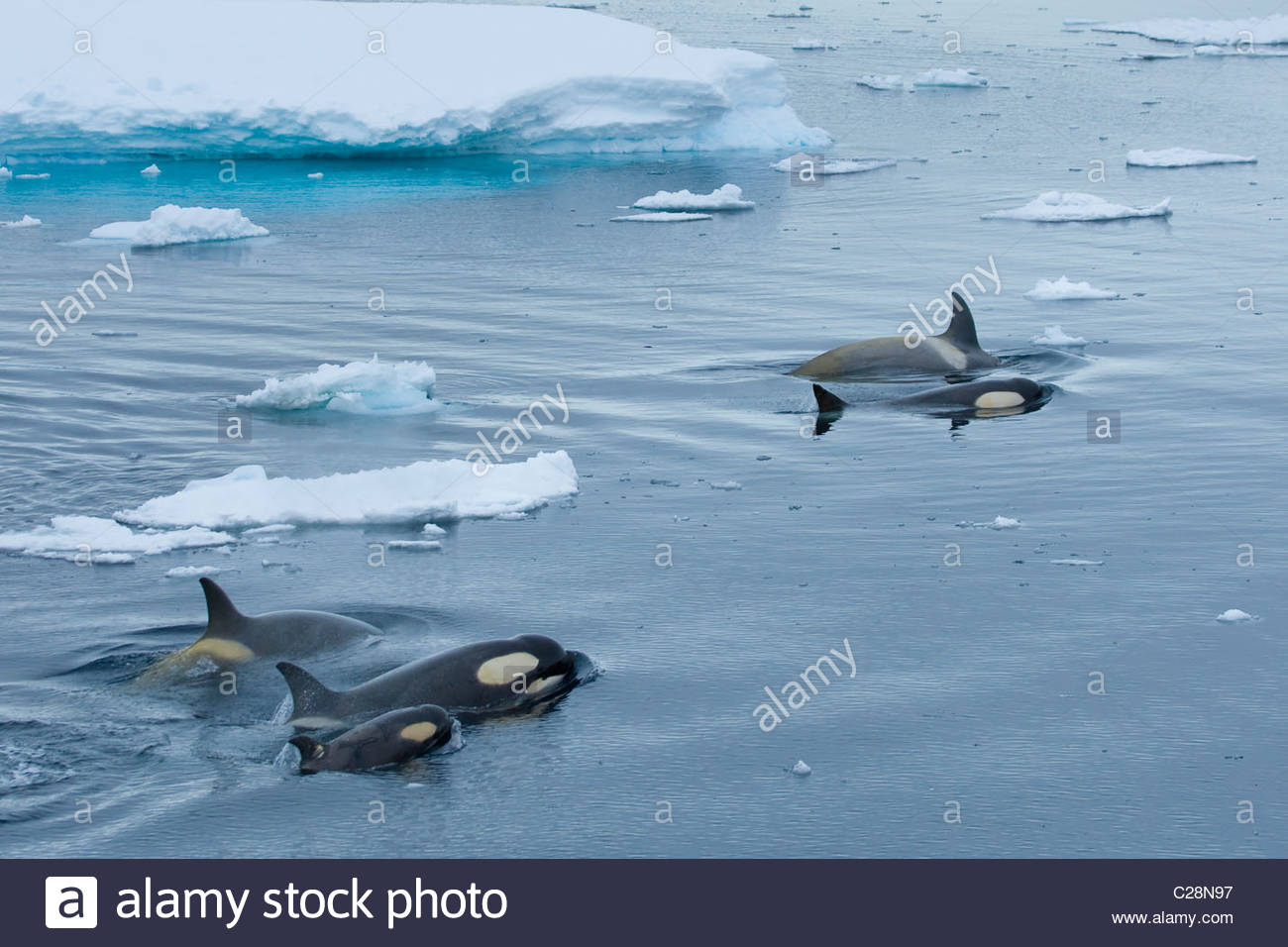 A pod of killer whales swims in pack ice Stock Photo - Alamy