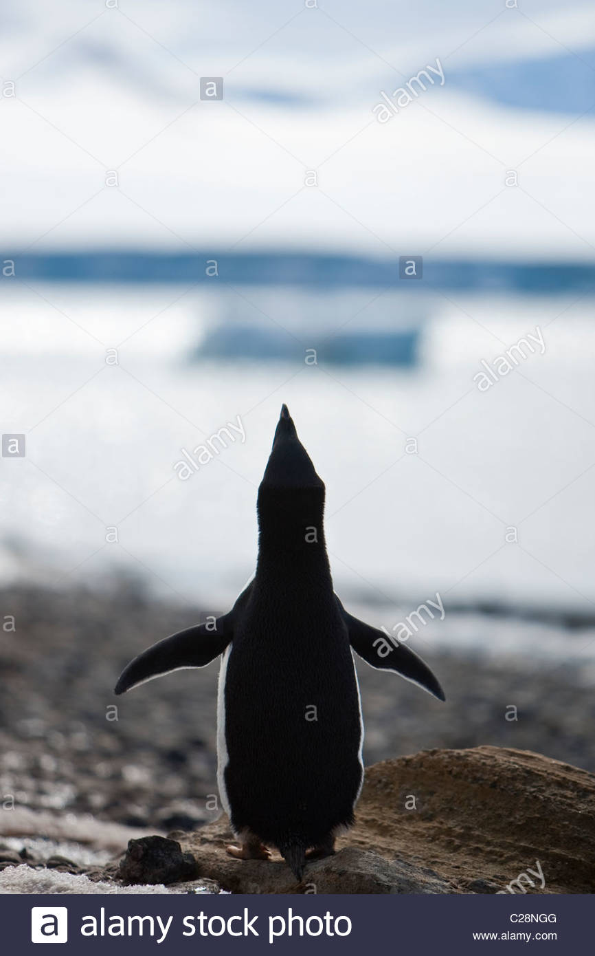 Rear view of an Adelie penguin Stock Photo - Alamy