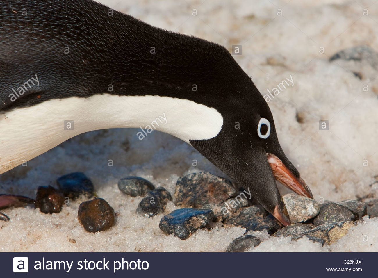 Nest building behavior of an Adelie penguin Stock Photo - Alamy
