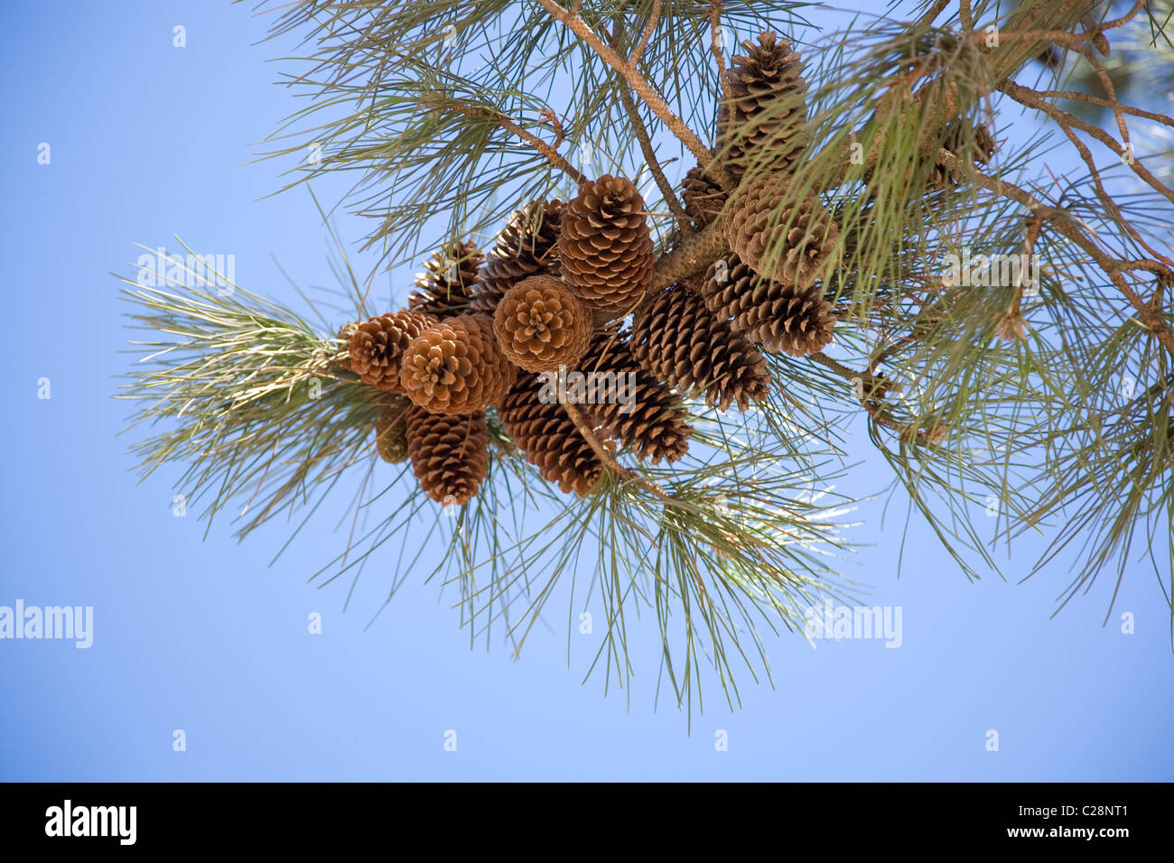South african pine hi-res stock photography and images - Alamy