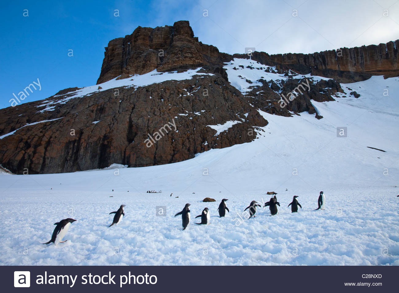 Penguins walk across hi-res stock photography and images - Alamy