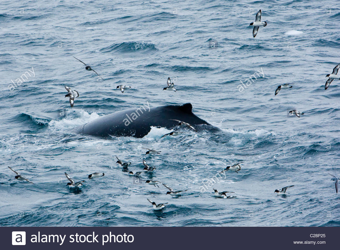 Side view large humpback whale hi-res stock photography and images - Alamy