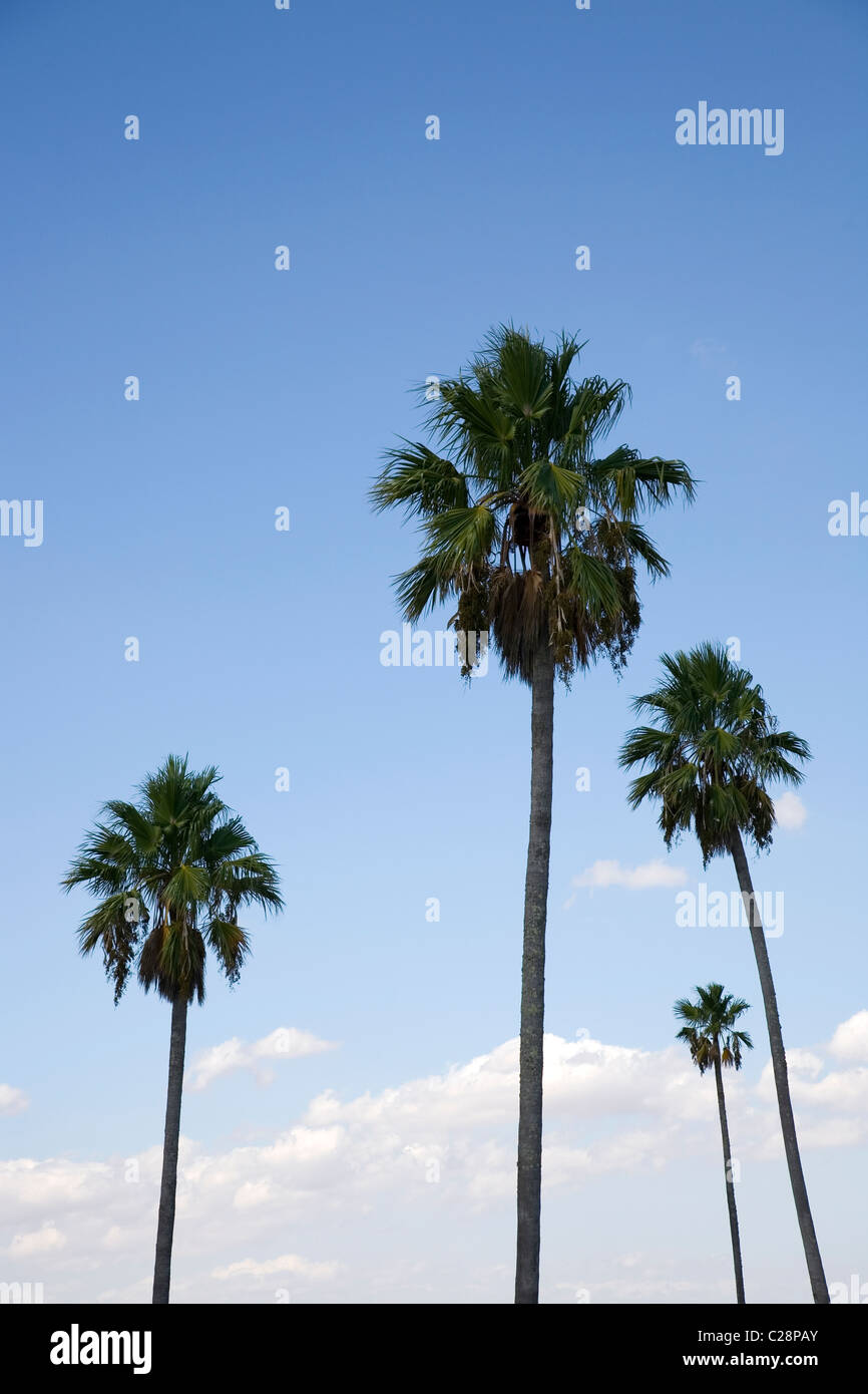 Palmaceae hi-res stock photography and images - Alamy