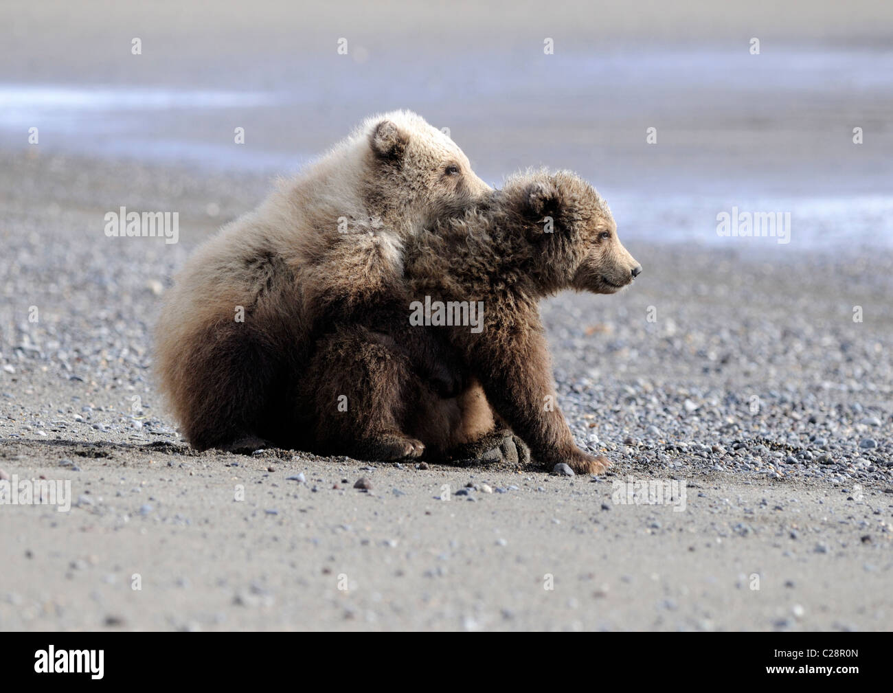 Romping together hi-res stock photography and images - Alamy