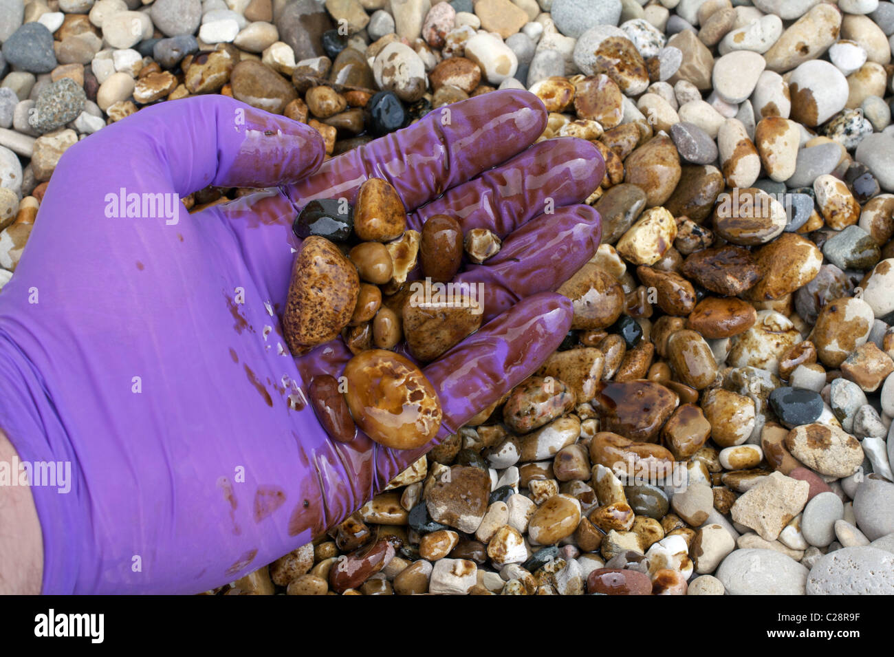 An oil cleanup worker holds contaminated rocks Stock Photo - Alamy