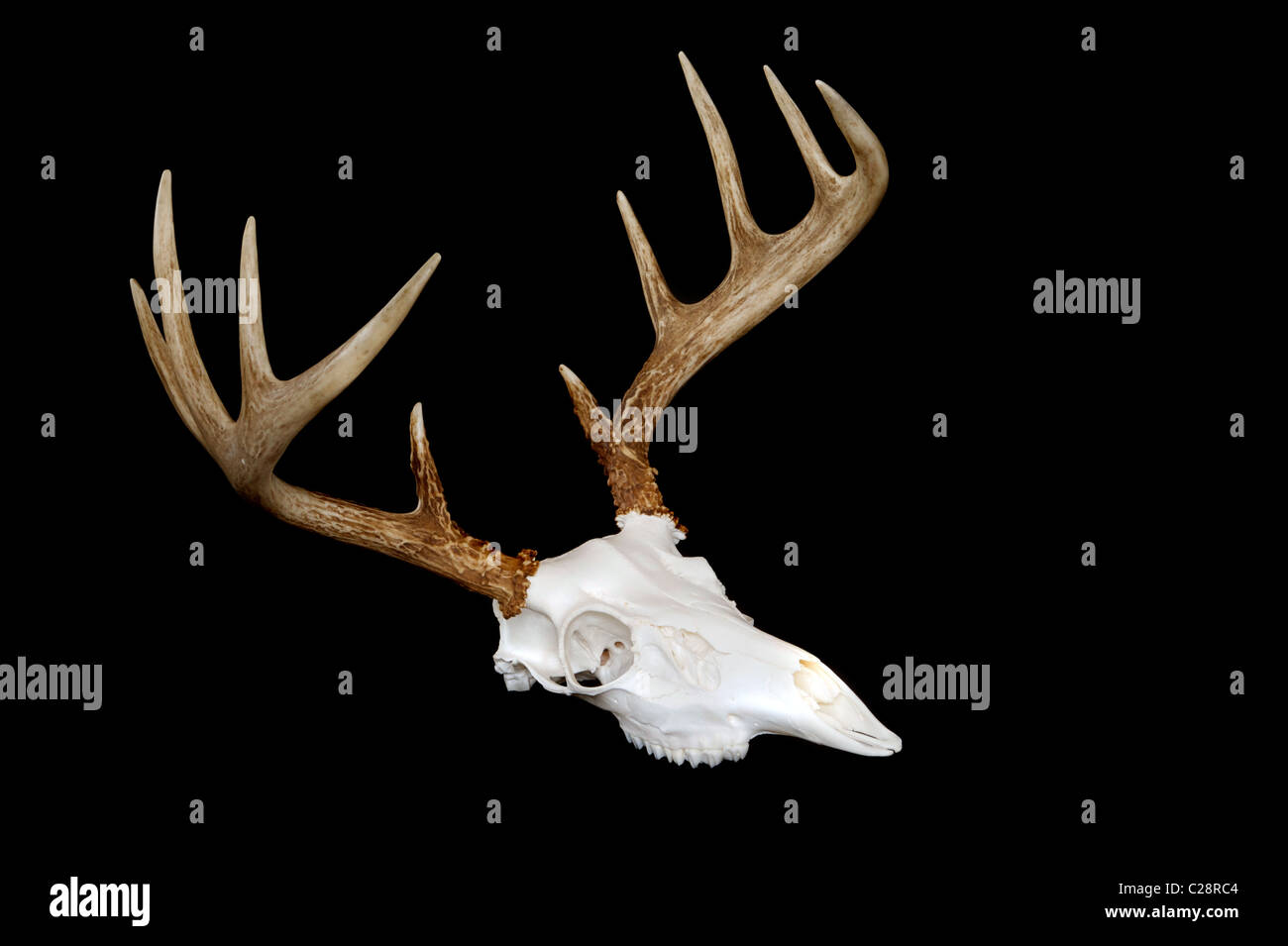 An angled view of a european deer mount Stock Photo - Alamy