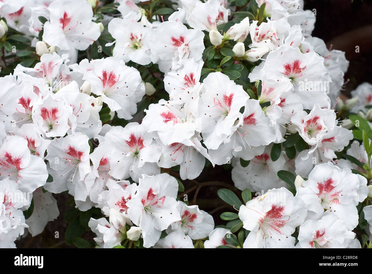 White spring azalea flowers close hi-res stock photography and images ...