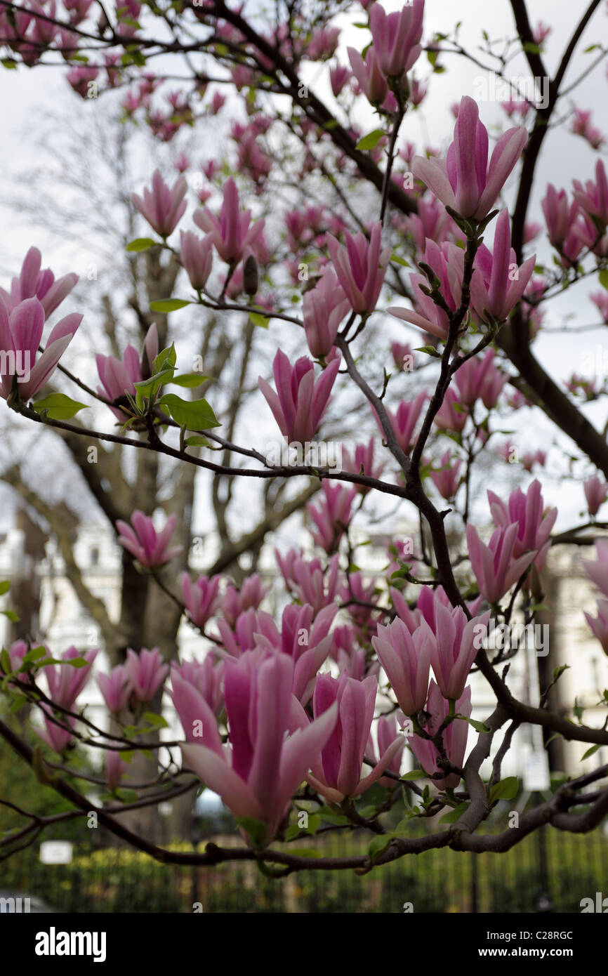 Spring blooms of the Magnolia tree in shades of white, soft pink, and ...
