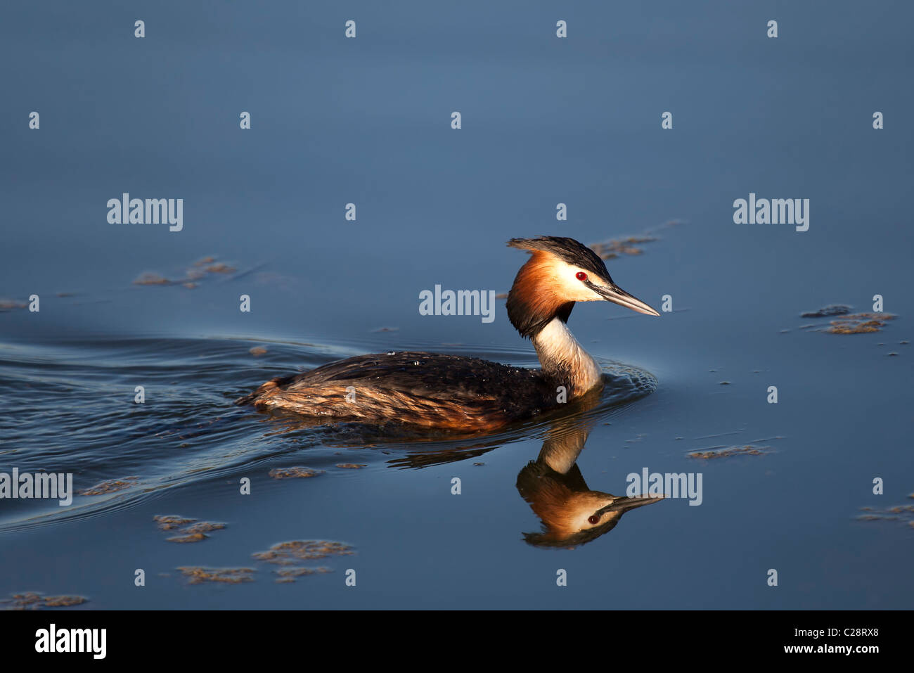 Fauna araba hi-res stock photography and images - Alamy