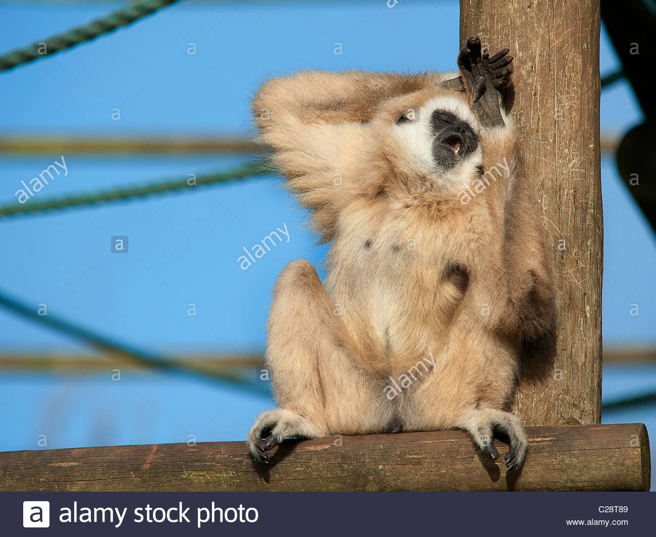 Gibbon Monkey Stock Photos & Gibbon Monkey Stock Images - Alamy