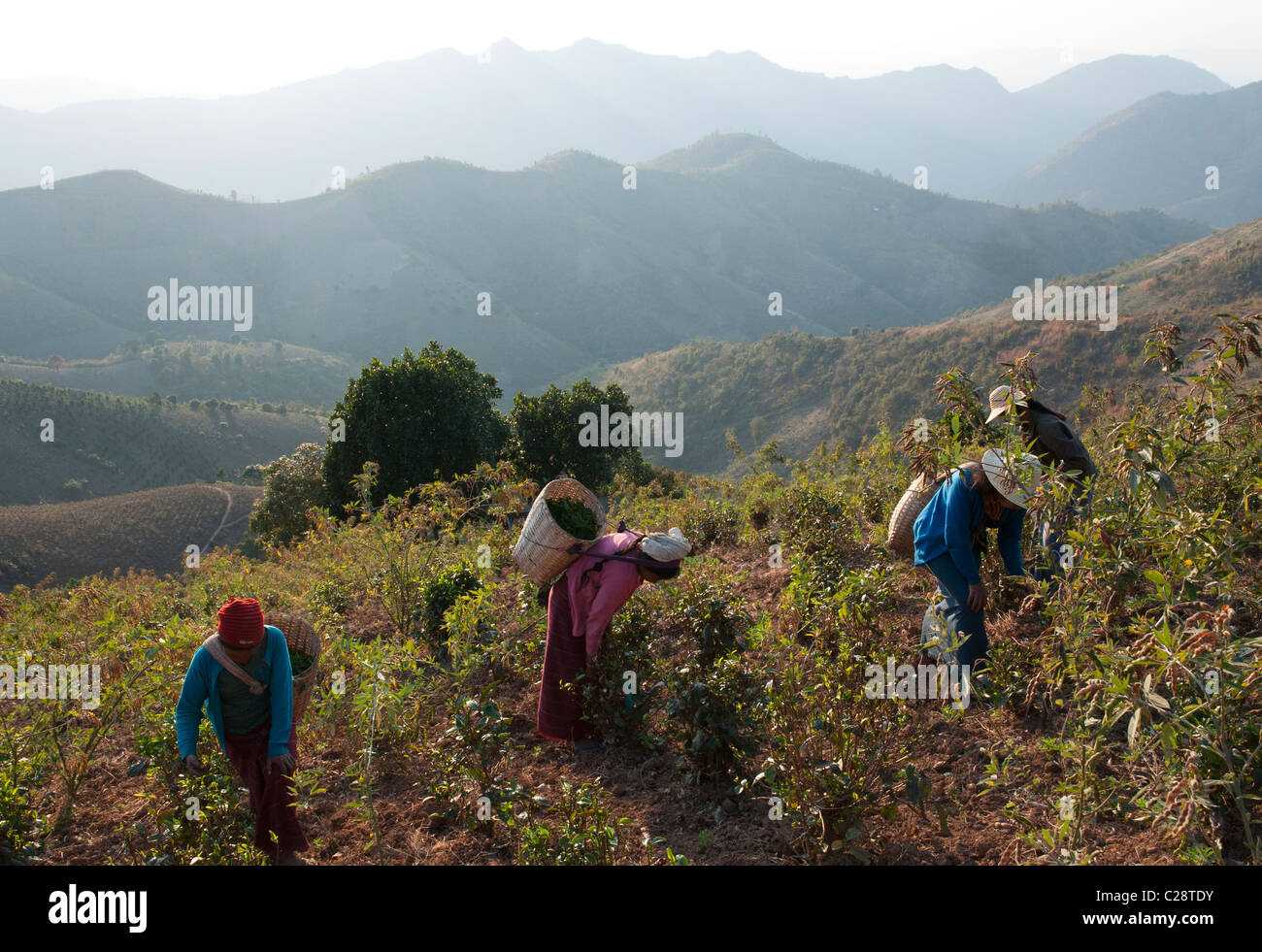 2 palaung women carrying baskets on their back. Shan Hills. Myanmar ...