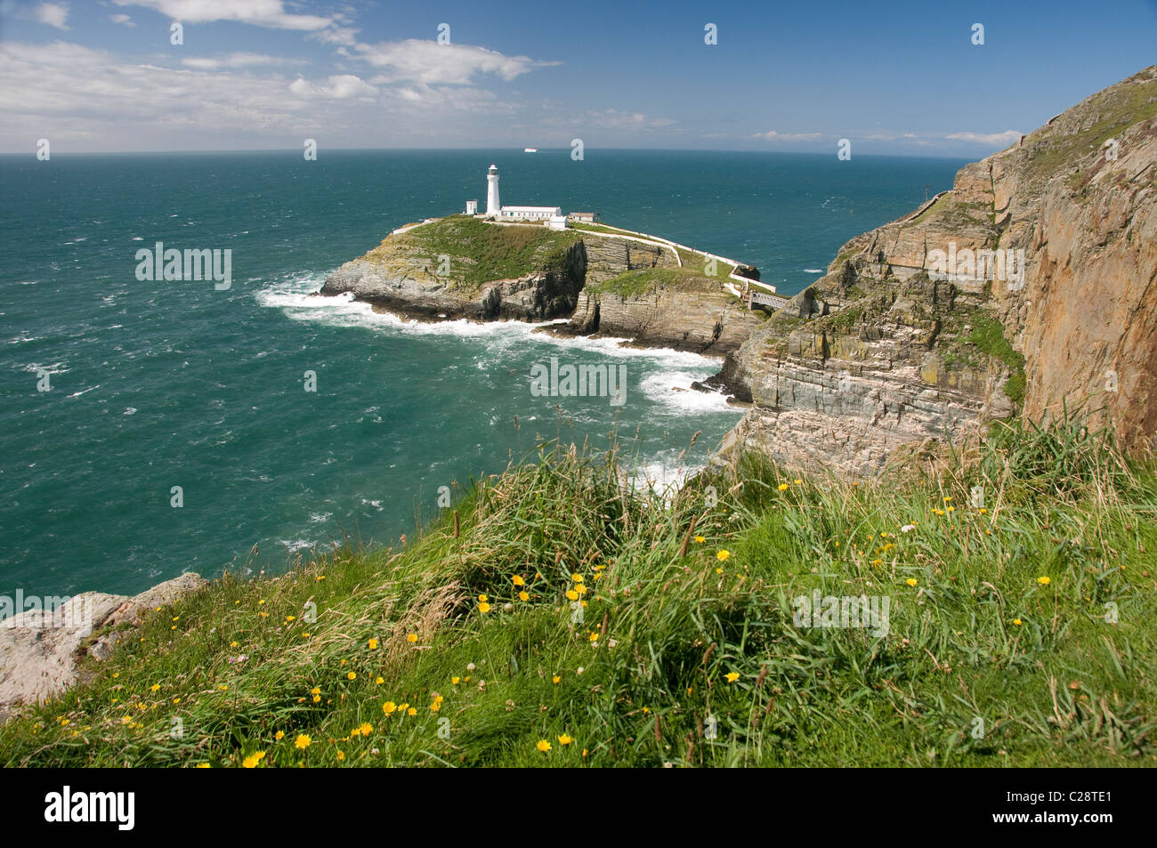 South stack anglesey flowers hi-res stock photography and images - Alamy