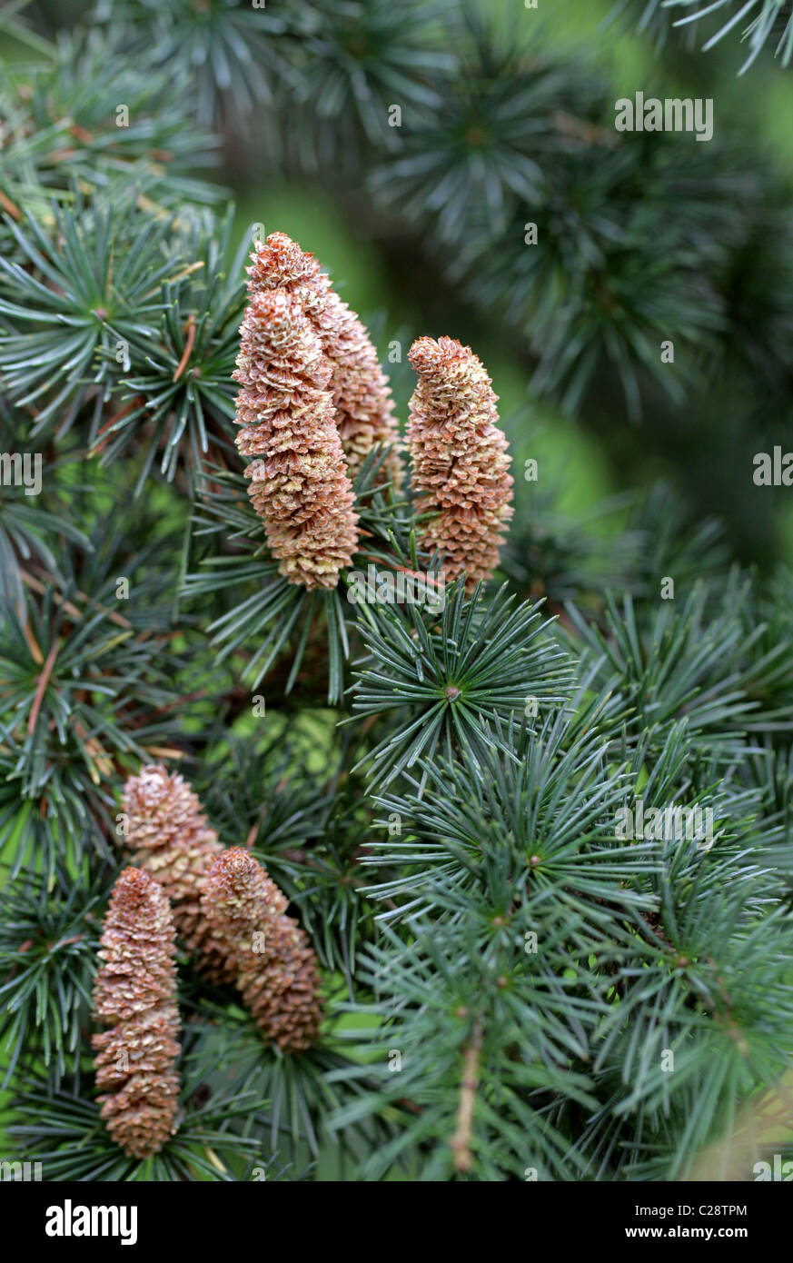Atlas Cedar, Cedrus atlantica, Pinaceae. Male Pollen Cones. Atlas ...