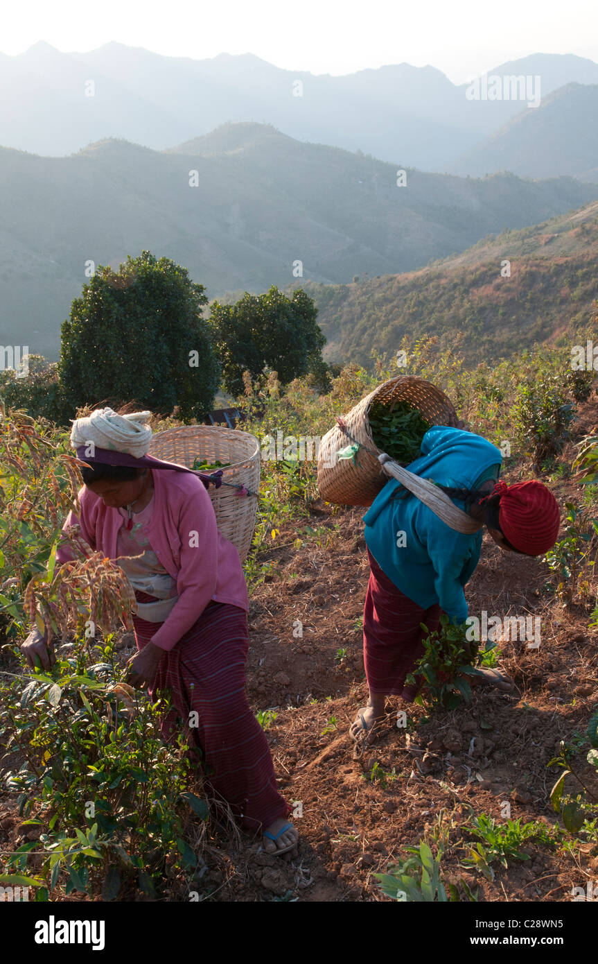 2 palaung women carrying baskets on their back. Shan Hills. Myanmar ...