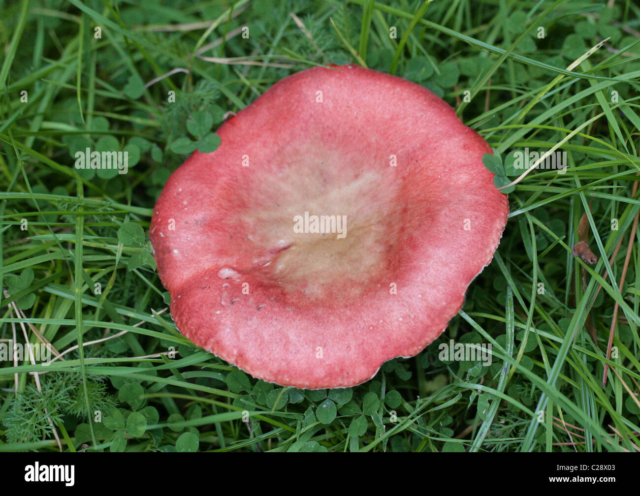 Russula rosea hi-res stock photography and images - Alamy