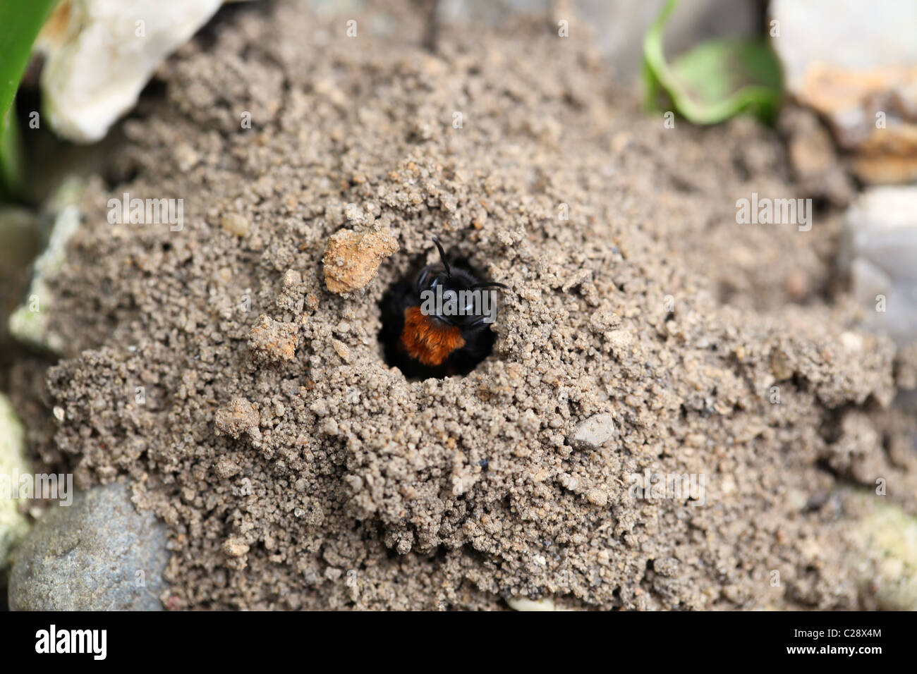 Macro of a female Tawny Mining Bee (Andrena Fulva) coming out of it's ...