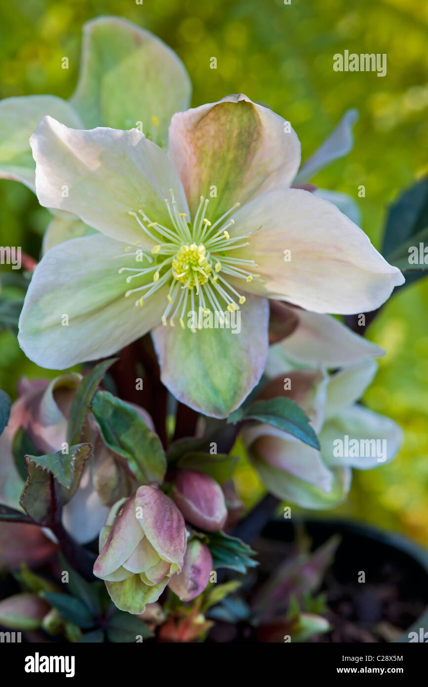 Christmas rose hi-res stock photography and images - Alamy