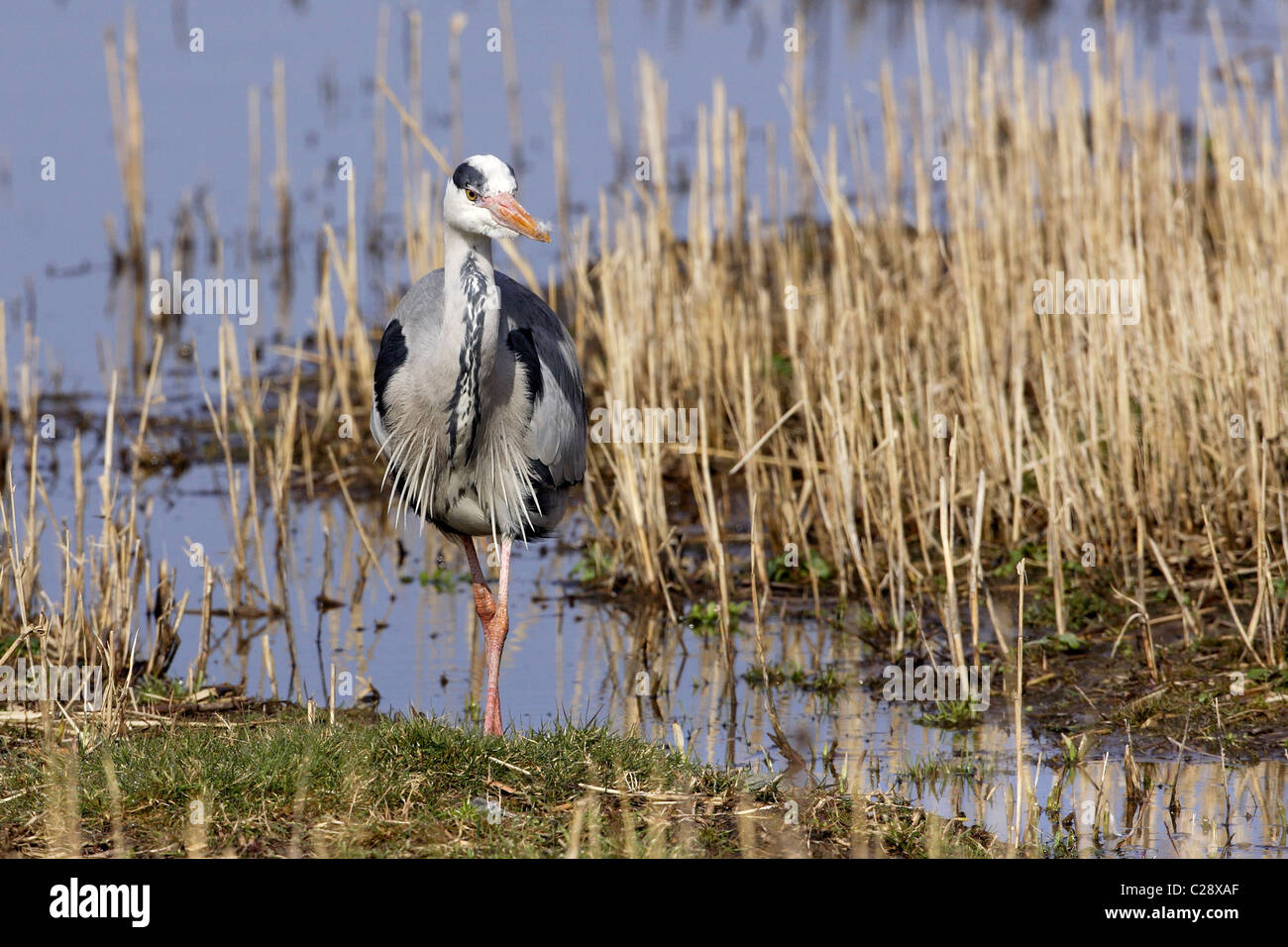 A Grey Heron (Ardea cinerea) hunting in reed beds at the RSPB reserve ...