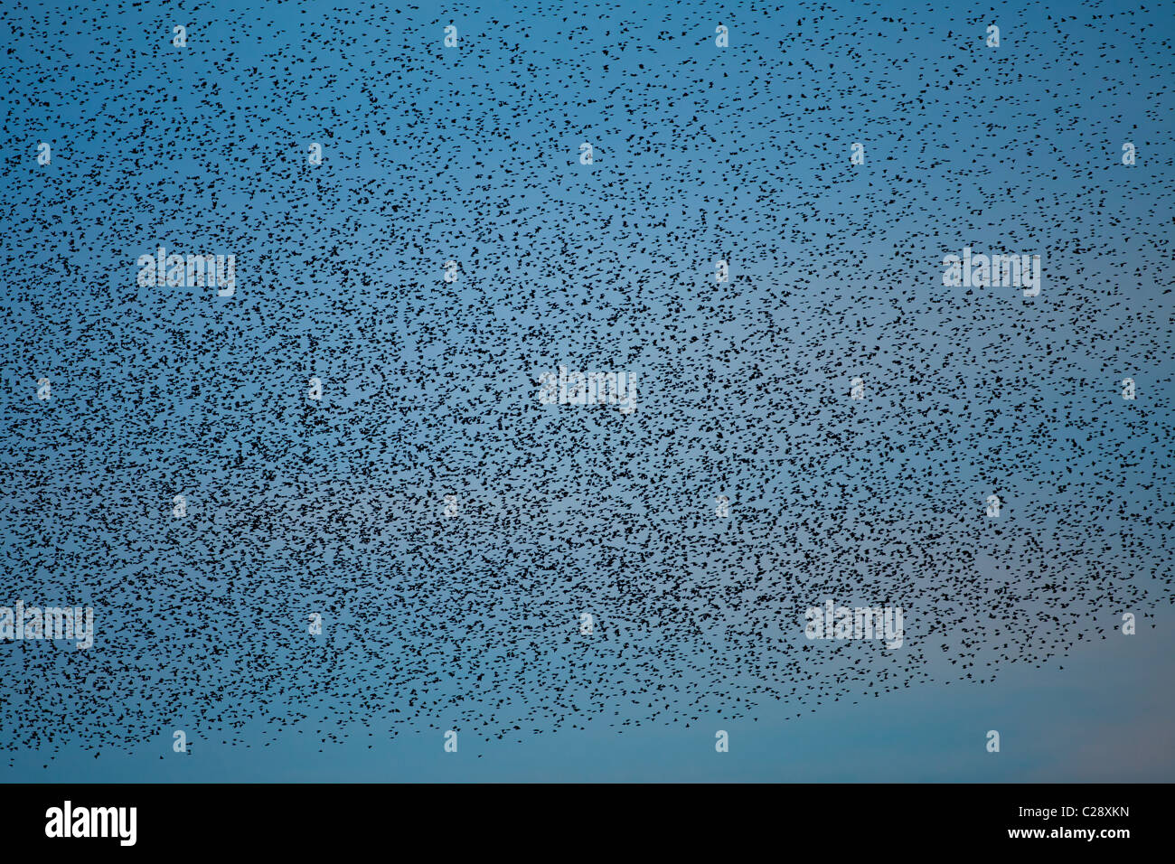 Murmuration of a million starlings fill the sky before roosting at ...