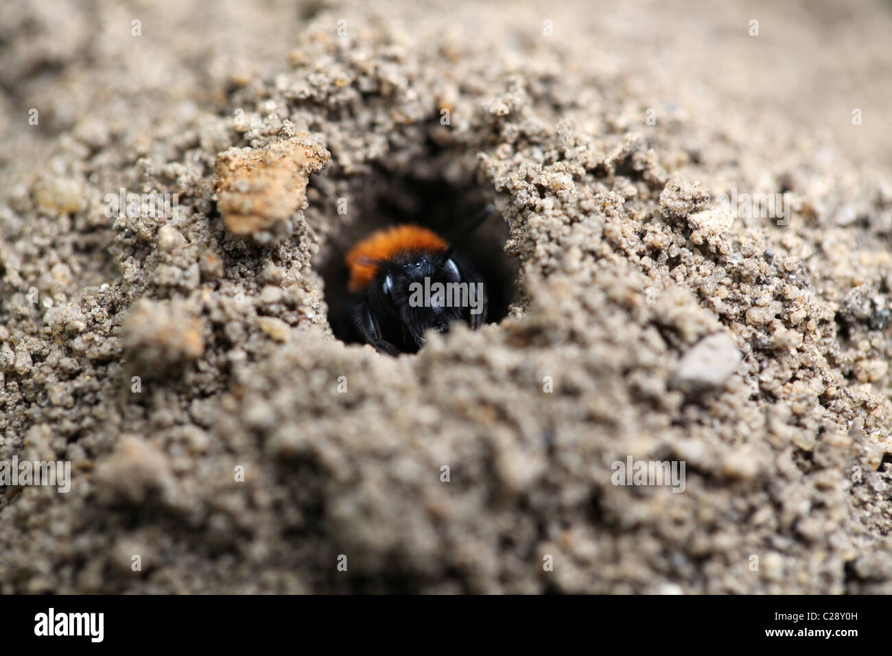 Macro of a female Tawny Mining Bee (Andrena Fulva) coming out of it's ...