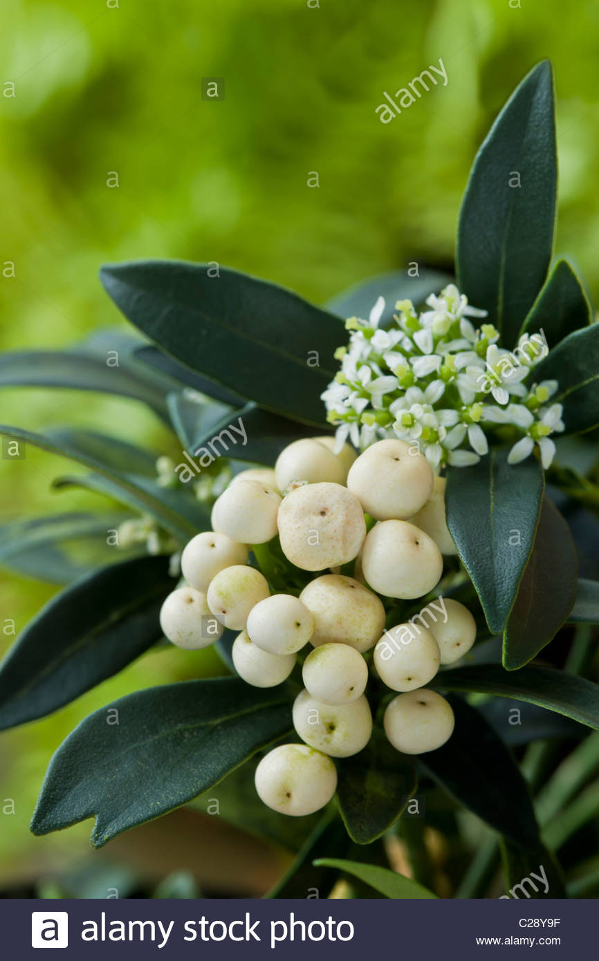 Skimmia Japonica Garden Stock Photos & Skimmia Japonica Garden Stock ...