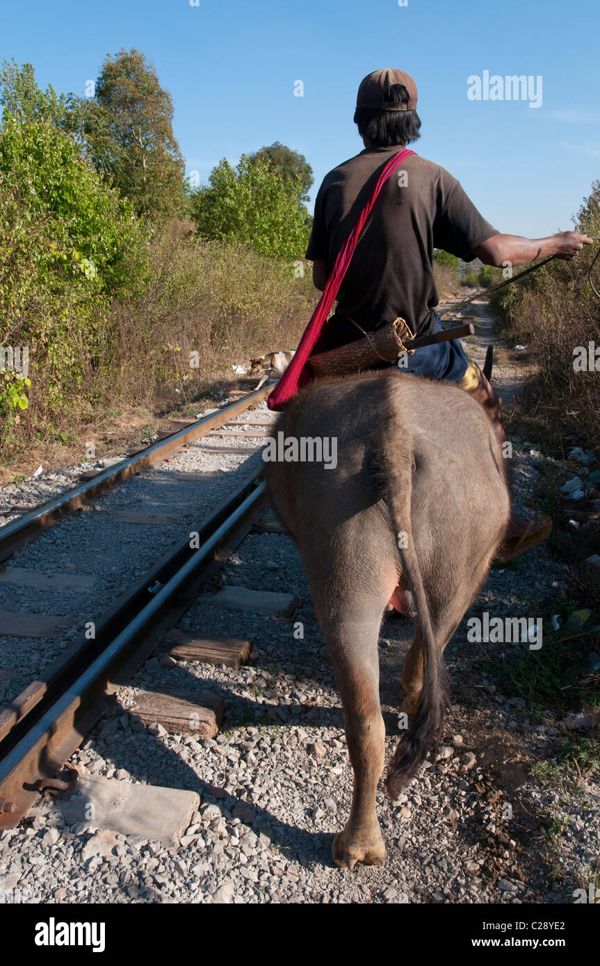 farmer riding buffalo along train tracks. Shan Hills. Myanmar Stock ...