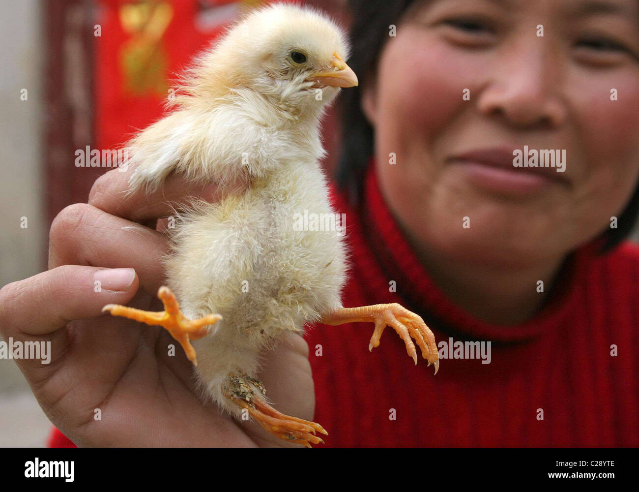 Four-legged foul Fancy a foursome? This chick did - the feathered ...