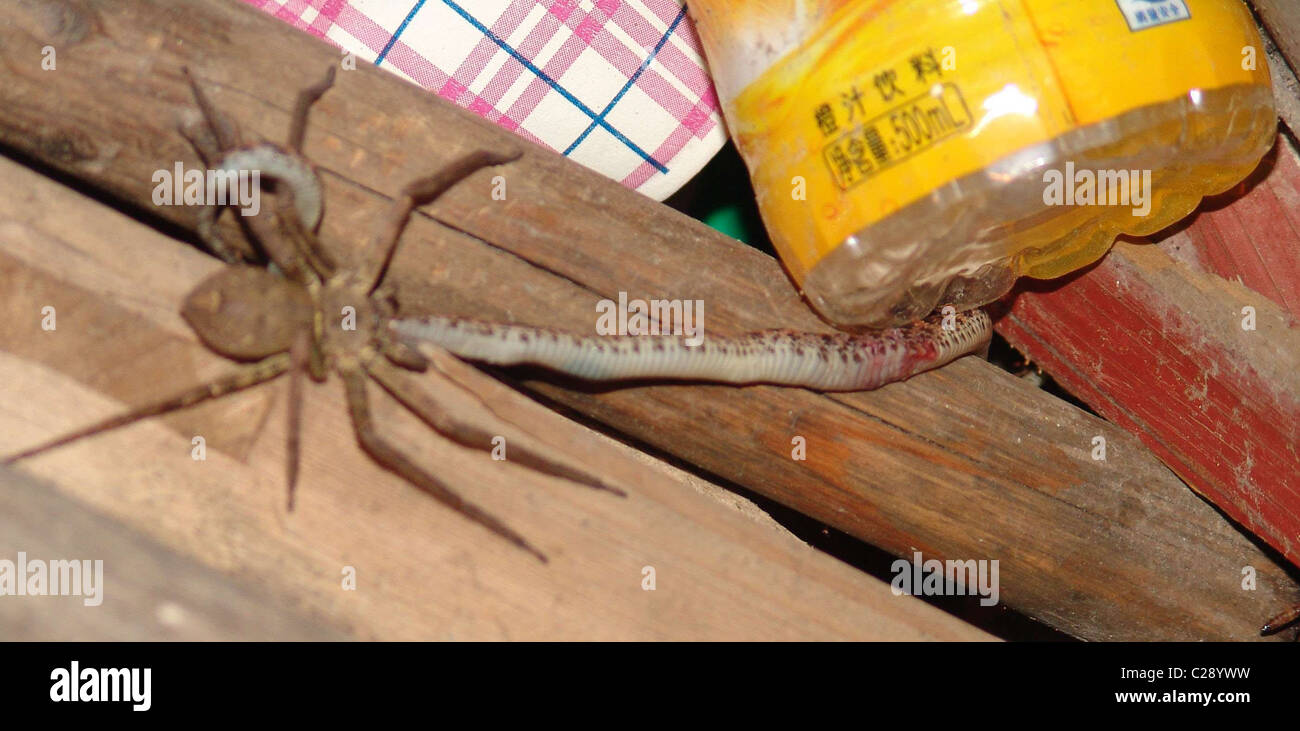 Spider vs. Snake It's a battle of the beasties - sure to keep you up at ...