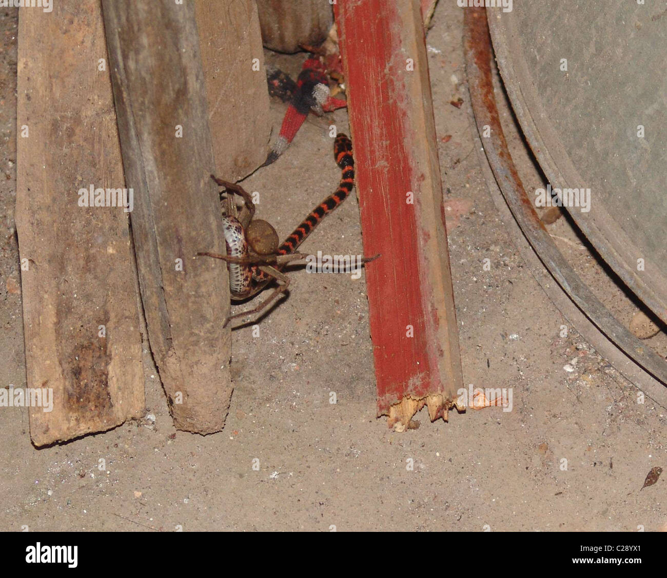 Spider snake hi-res stock photography and images - Alamy