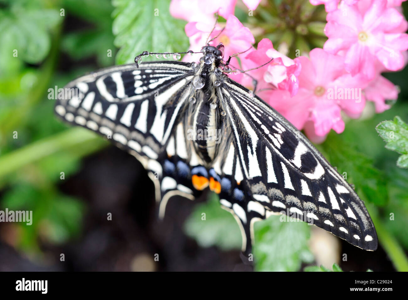 Papilio Xuthus, Xuthus Swallowtail, from Asia. Part of the Natural ...