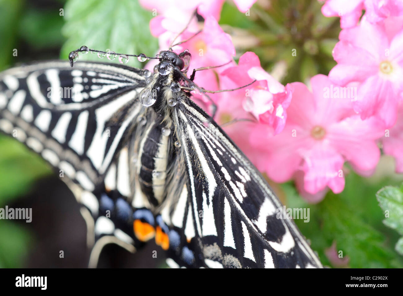 Papilio Xuthus, Xuthus Swallowtail, from Asia. Part of the Natural ...