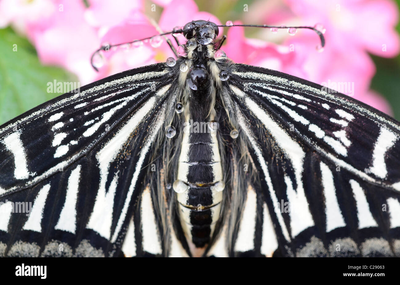 Papilio Xuthus, Xuthus Swallowtail, from Asia. Part of the Natural ...