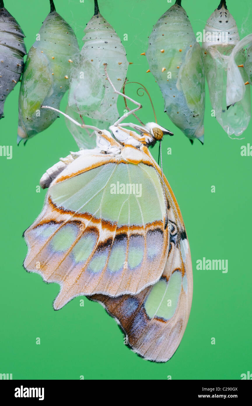 Blue morpho butterfly chrysalis hi-res stock photography and images - Alamy