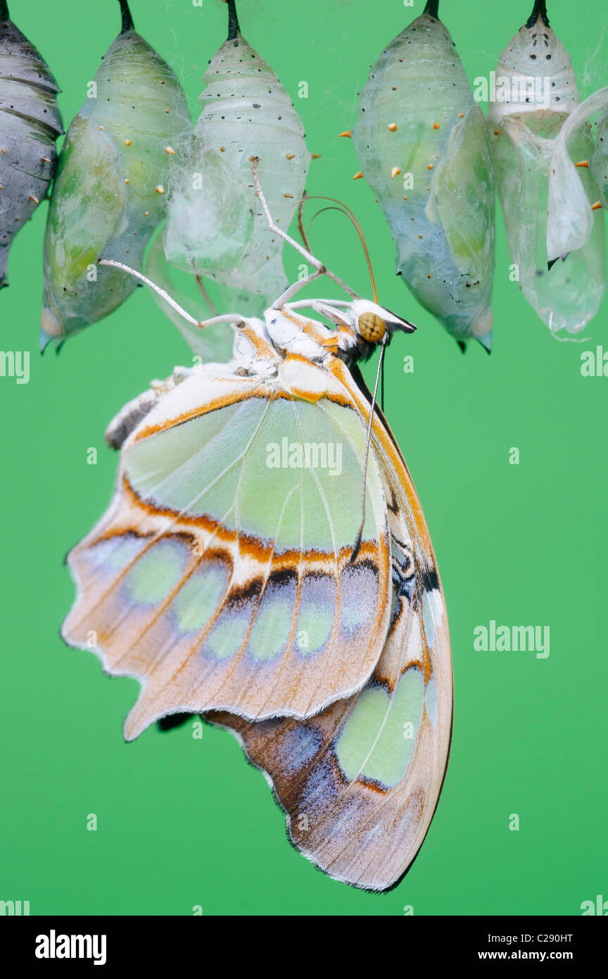 Blue morpho butterfly chrysalis hi-res stock photography and images - Alamy