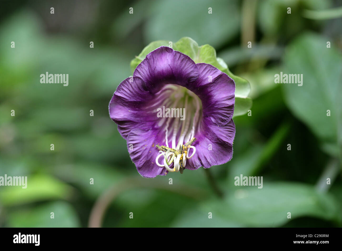 Cathedral Bell Flower, Cobaea scandens, Polemoniaceae. Tropical ...