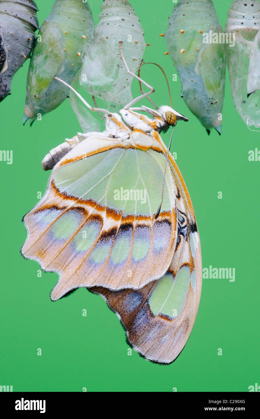 Blue Morpho Butterfly Chrysalis High Resolution Stock Photography and ...