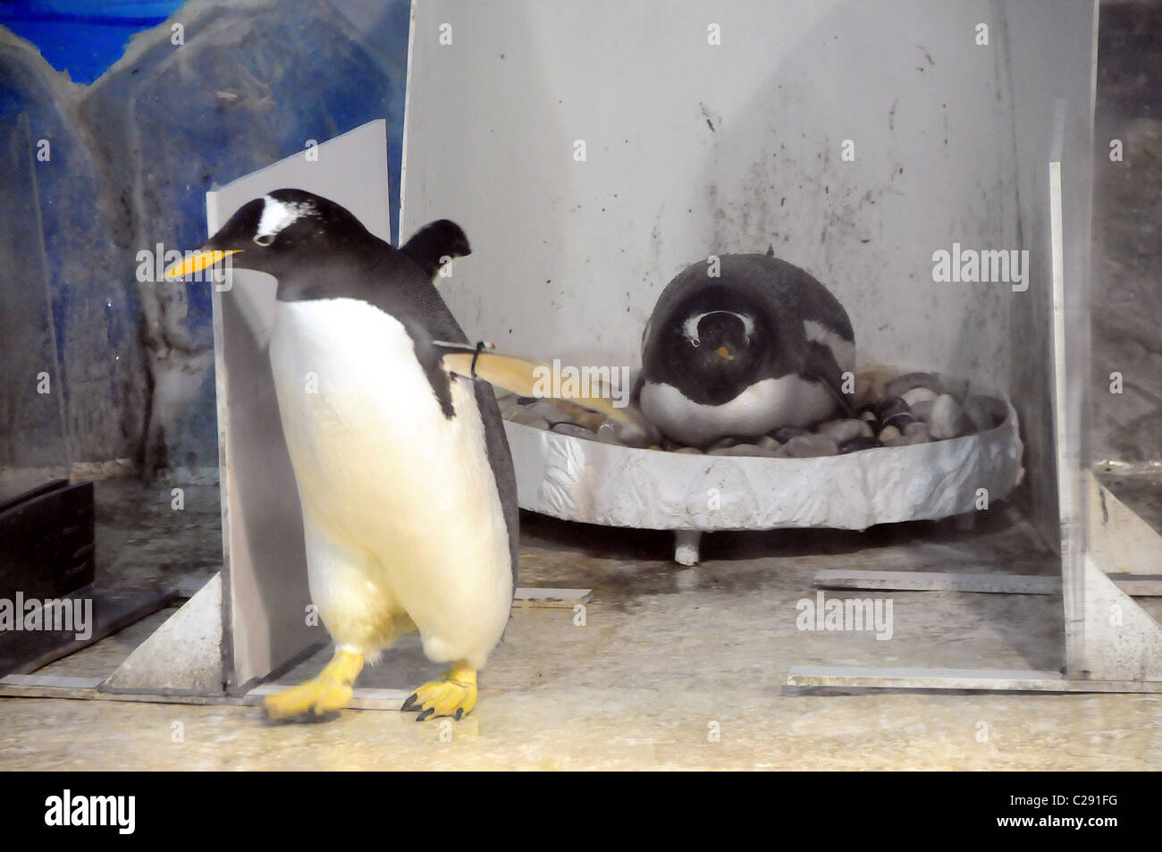 STAFF CAPTURE HATCHING PENGUIN These amazing images show the moment a ...