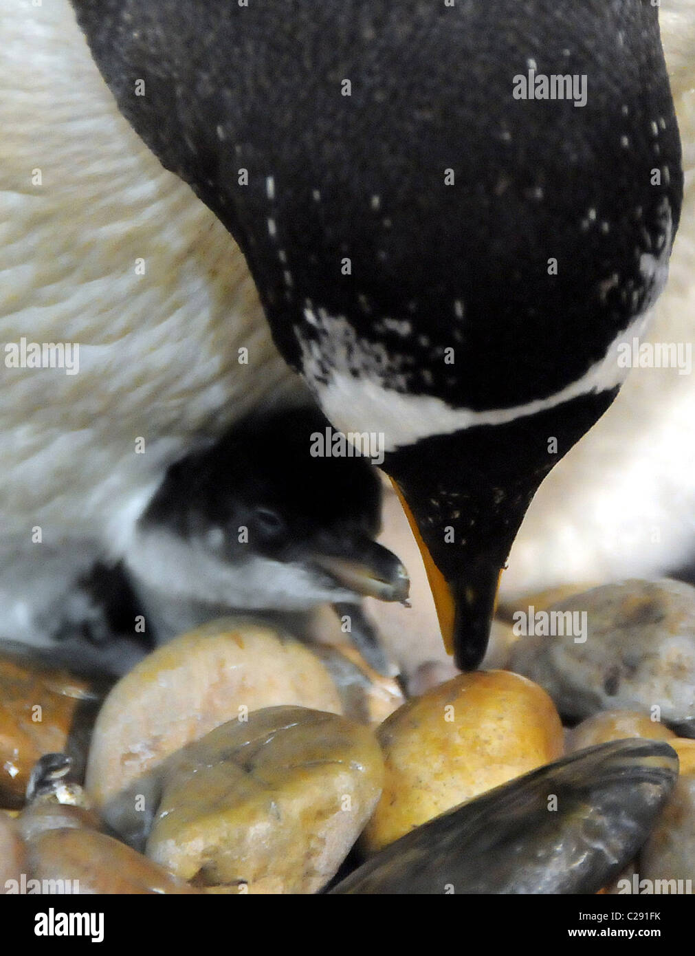 STAFF CAPTURE HATCHING PENGUIN These amazing images show the moment a ...
