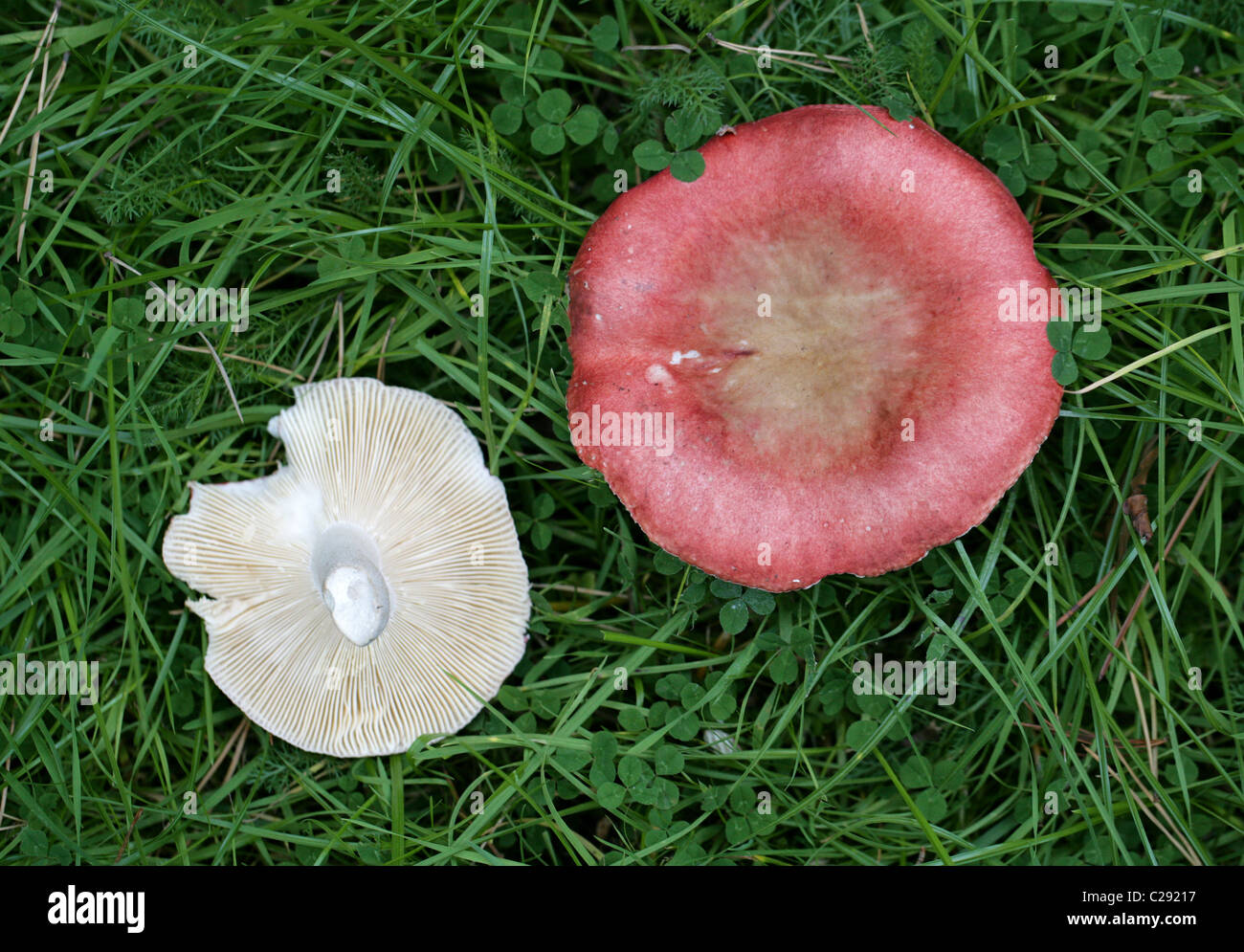 Rosy Brittlegill, Russula rosea, Russulaceae. Fungi and Mushrooms Stock ...