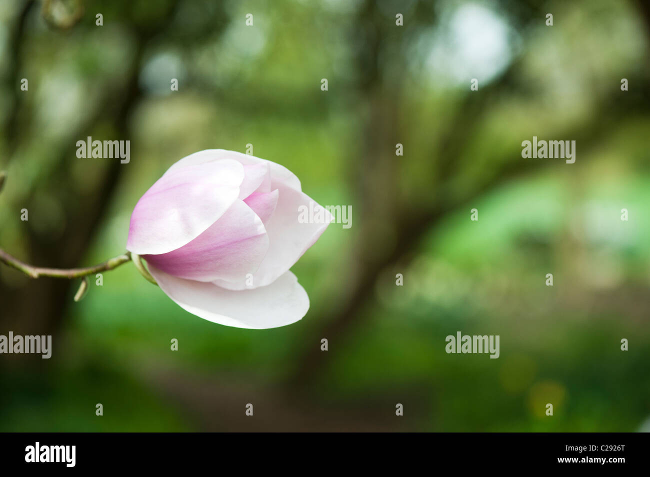Magnolia Atlas flower Stock Photo - Alamy