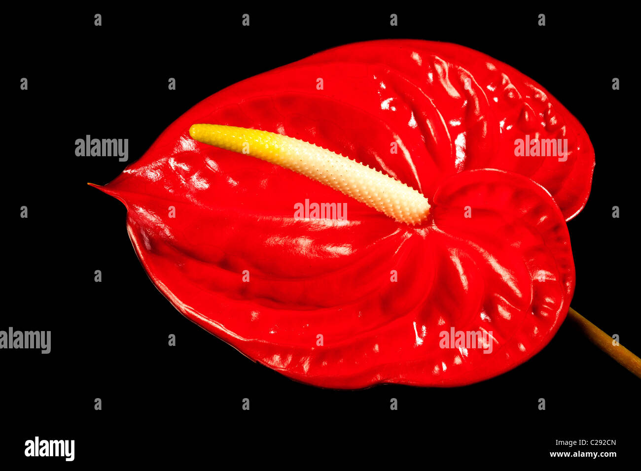 Close up red anthurium hi-res stock photography and images - Alamy