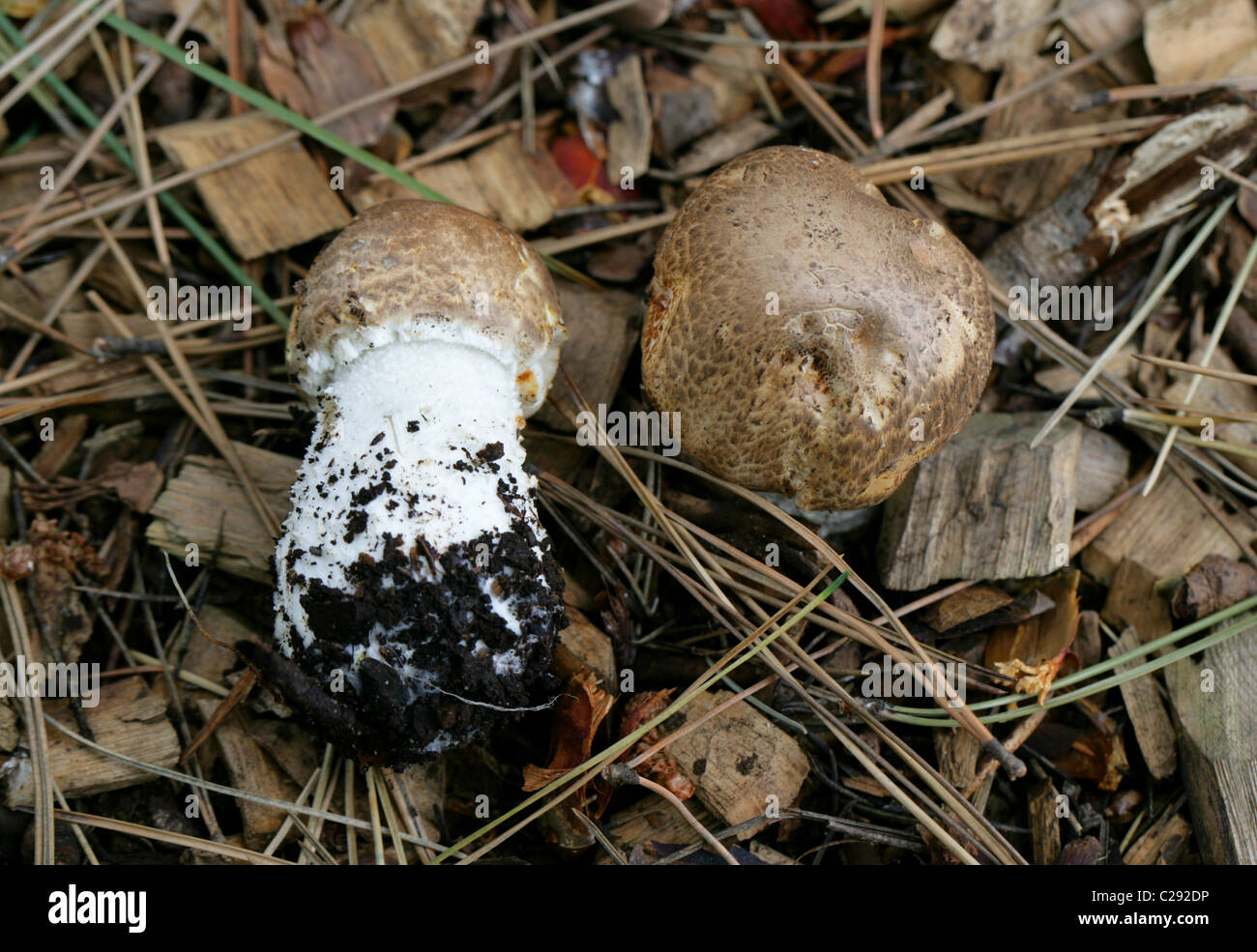 Agaricus Silvaticus